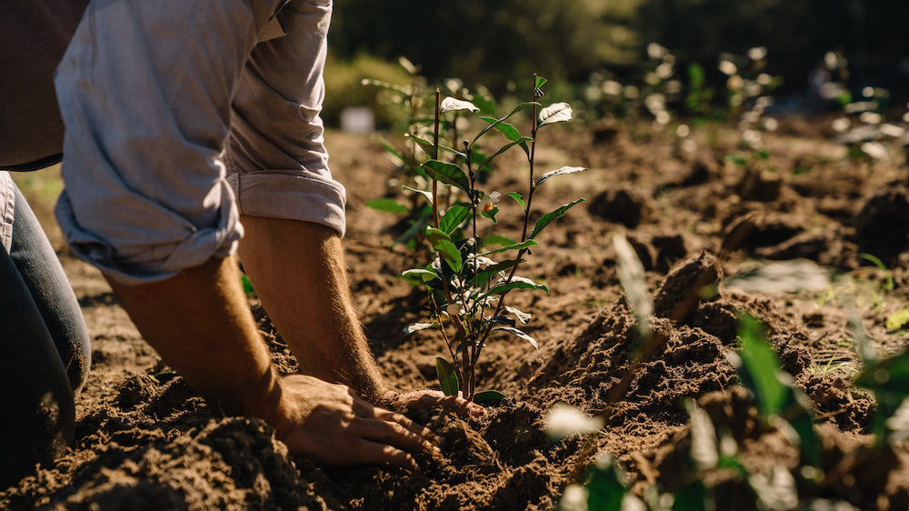 Entry 004 – Longleaf Tea Co.