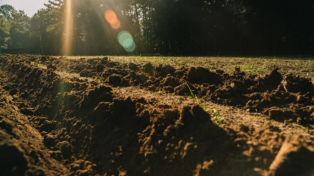 Entry 000 – Longleaf Tea Co.