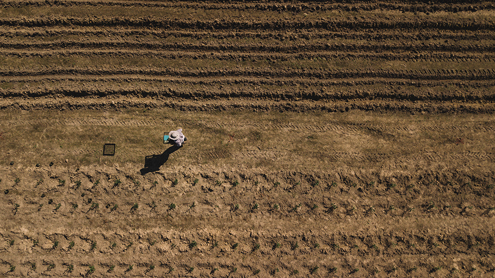 Entry 002 – Longleaf Tea Co.